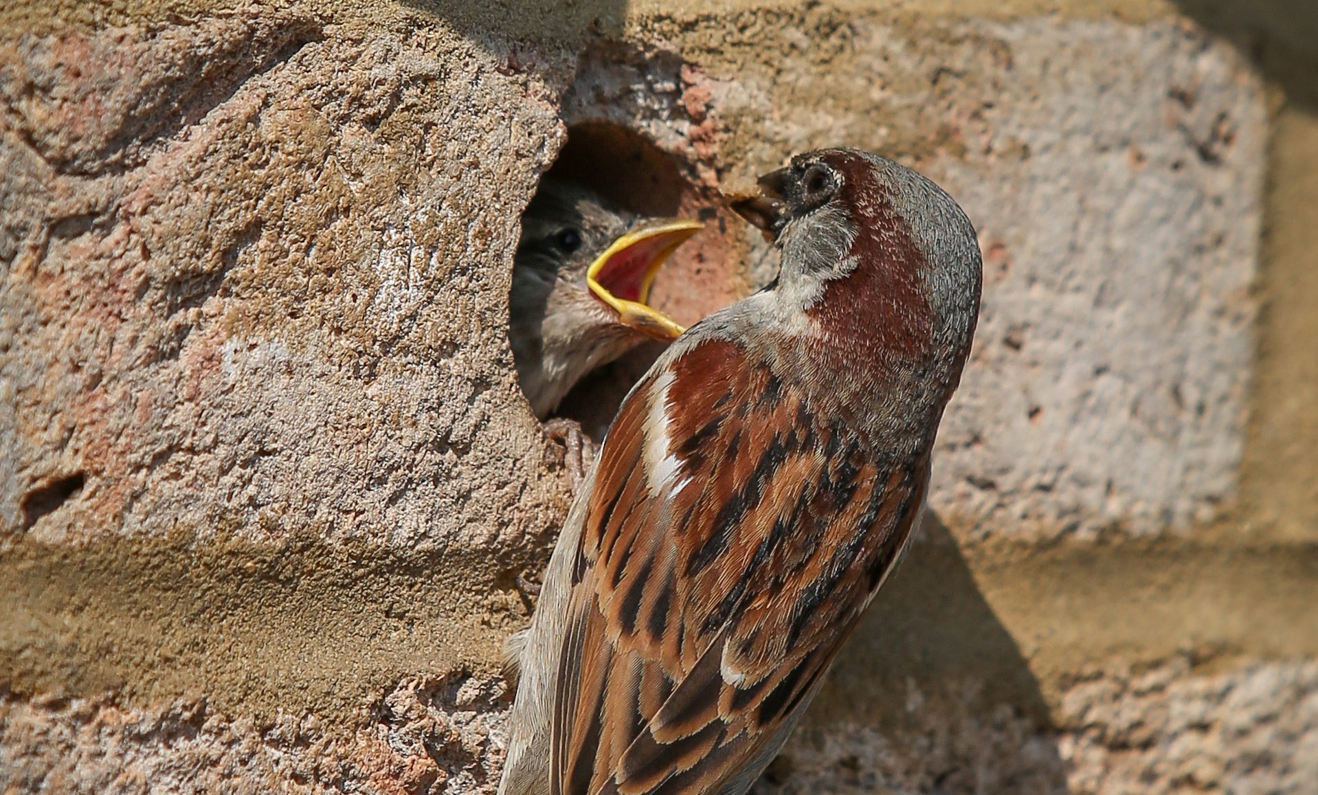 Increasing Bird Habitats in Buildings - Products for Ecologists